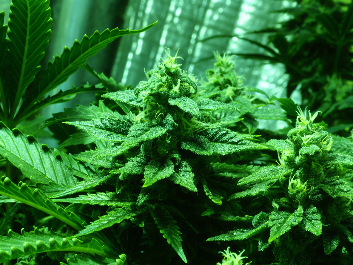 Indica and Sativa Cannabis: Strains, Effects, and Differences